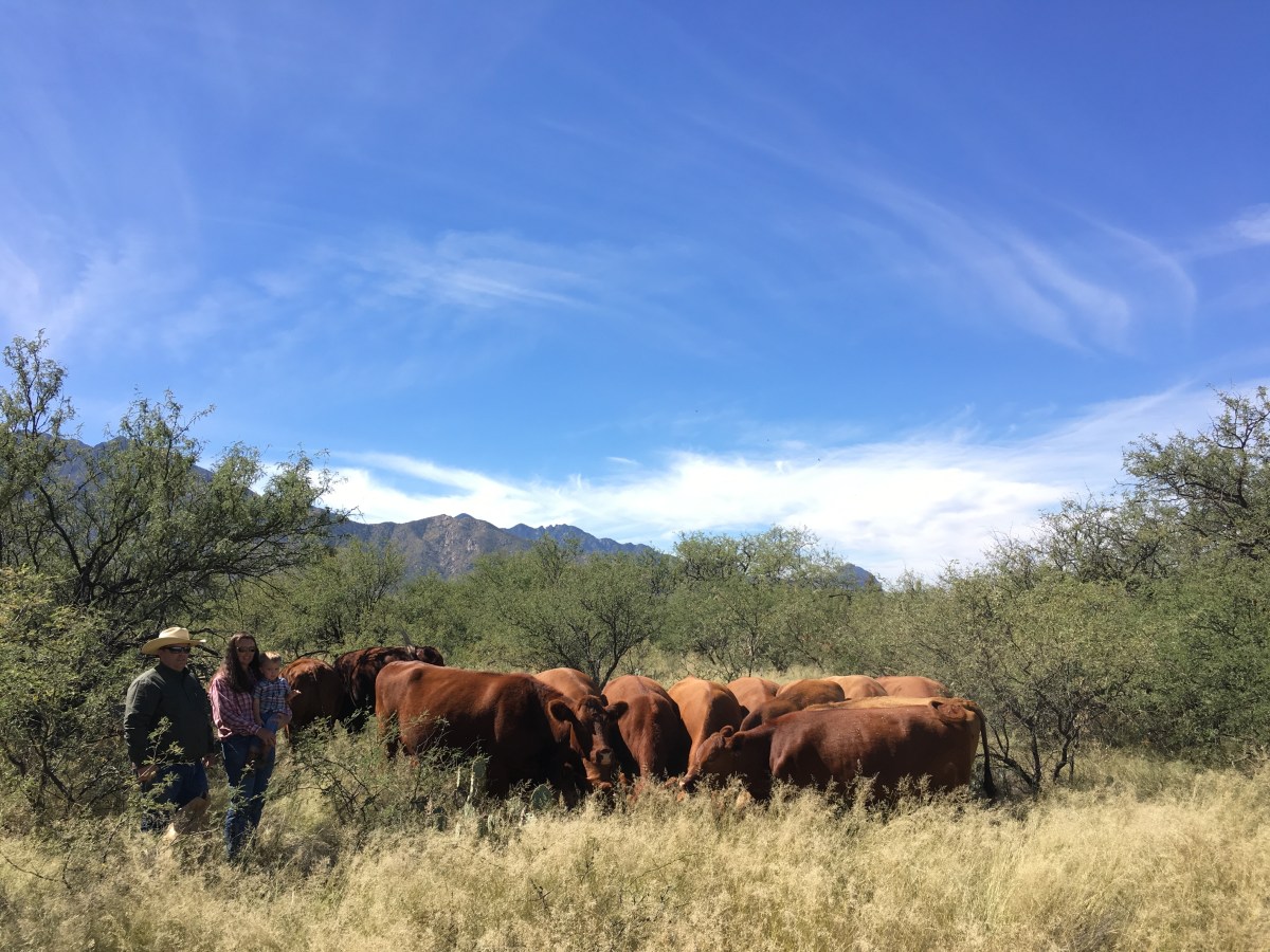 What is Range Management and Why is it Important? – Arizona Beef Blog