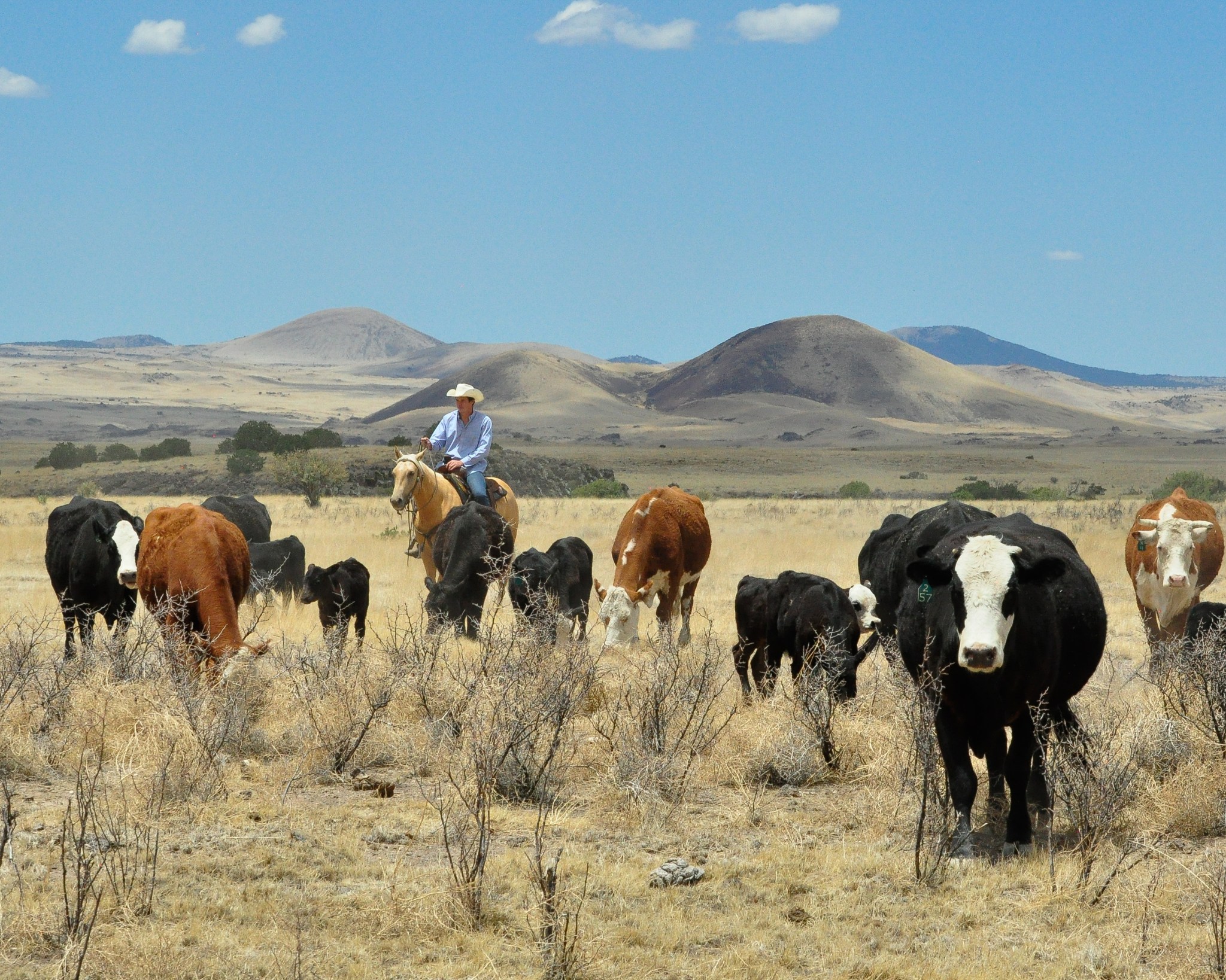 The Beef Lifecycle – Arizona Beef Blog